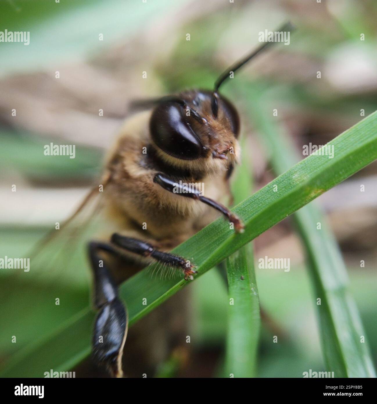 Western Honey Bee (Apis mellifera), Insecta, Kosanin dol, Pancharevo ...