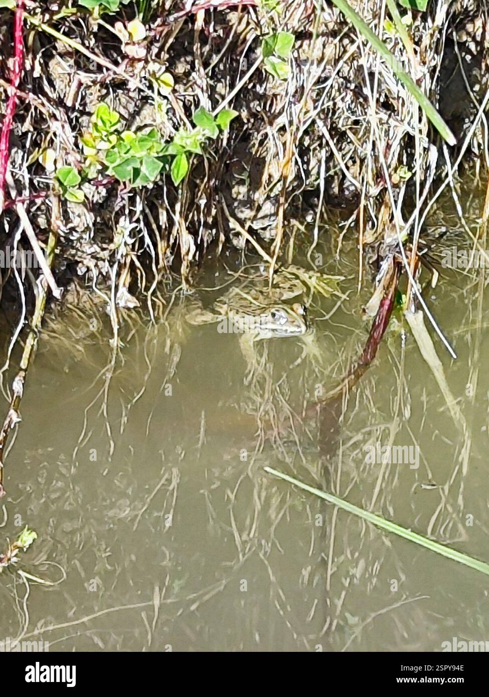 Pool frog complex and its kleptons (Pelophylax lessonae), Amphibia ...