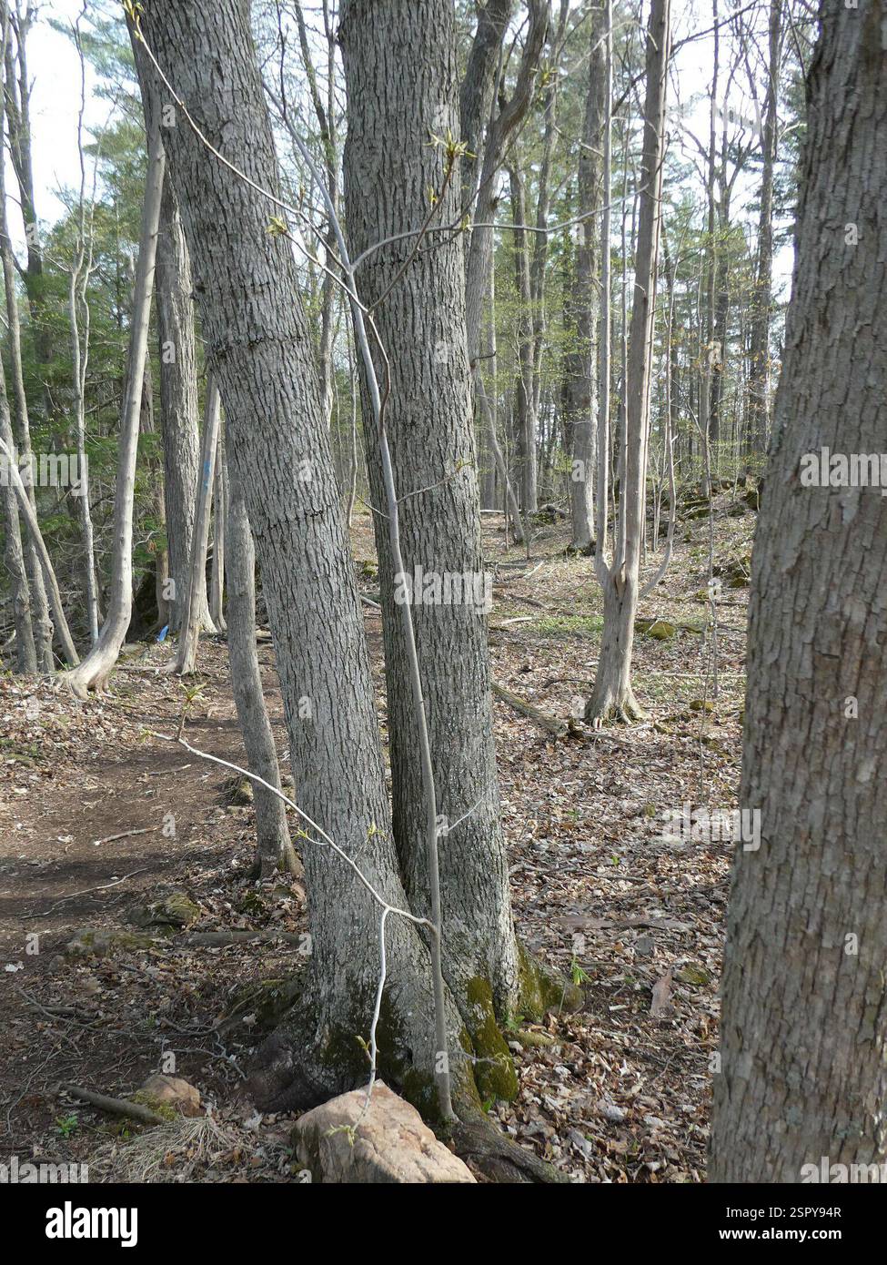 bitternut hickory (Carya cordiformis), Plantae, Colchester Village ...