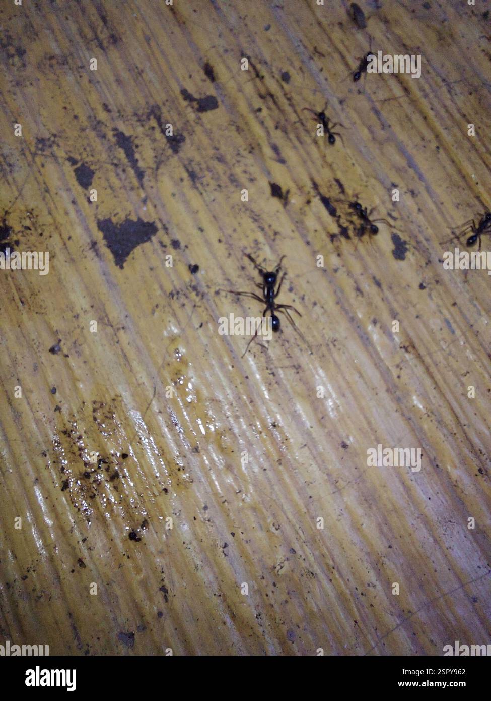 (Labidus praedator), Insecta, Escuela Tlalnecapam Stock Photo - Alamy