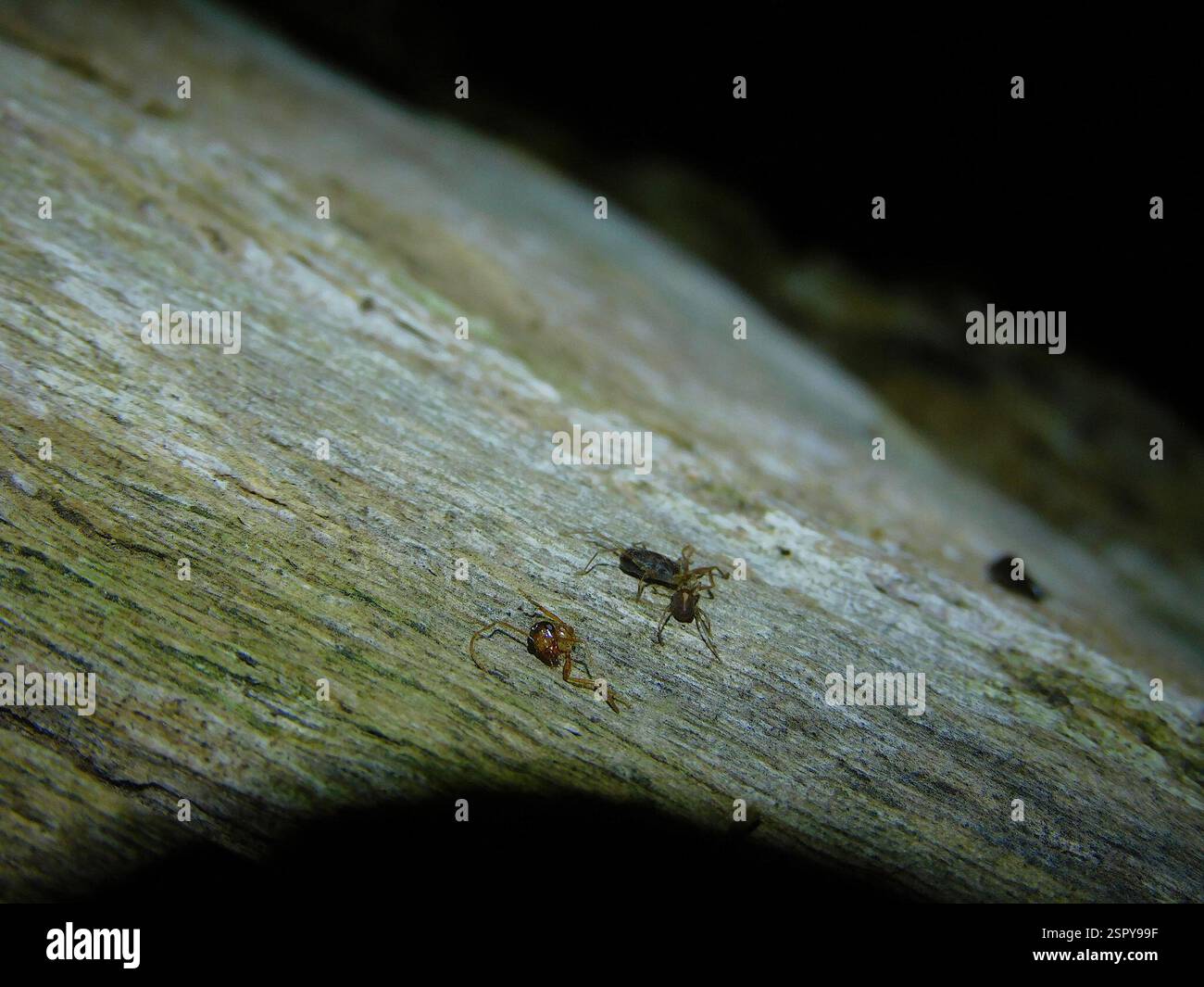 (Erythraeidae), Arachnida, Truganini Track, Taroona TAS 7053, Australia ...