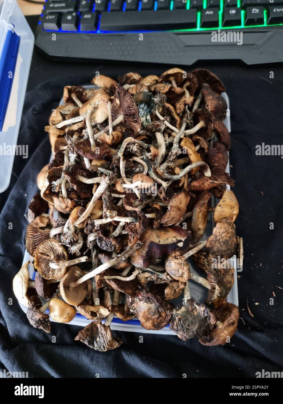 Psilocybe subaeruginosa hi-res stock photography and images - Alamy