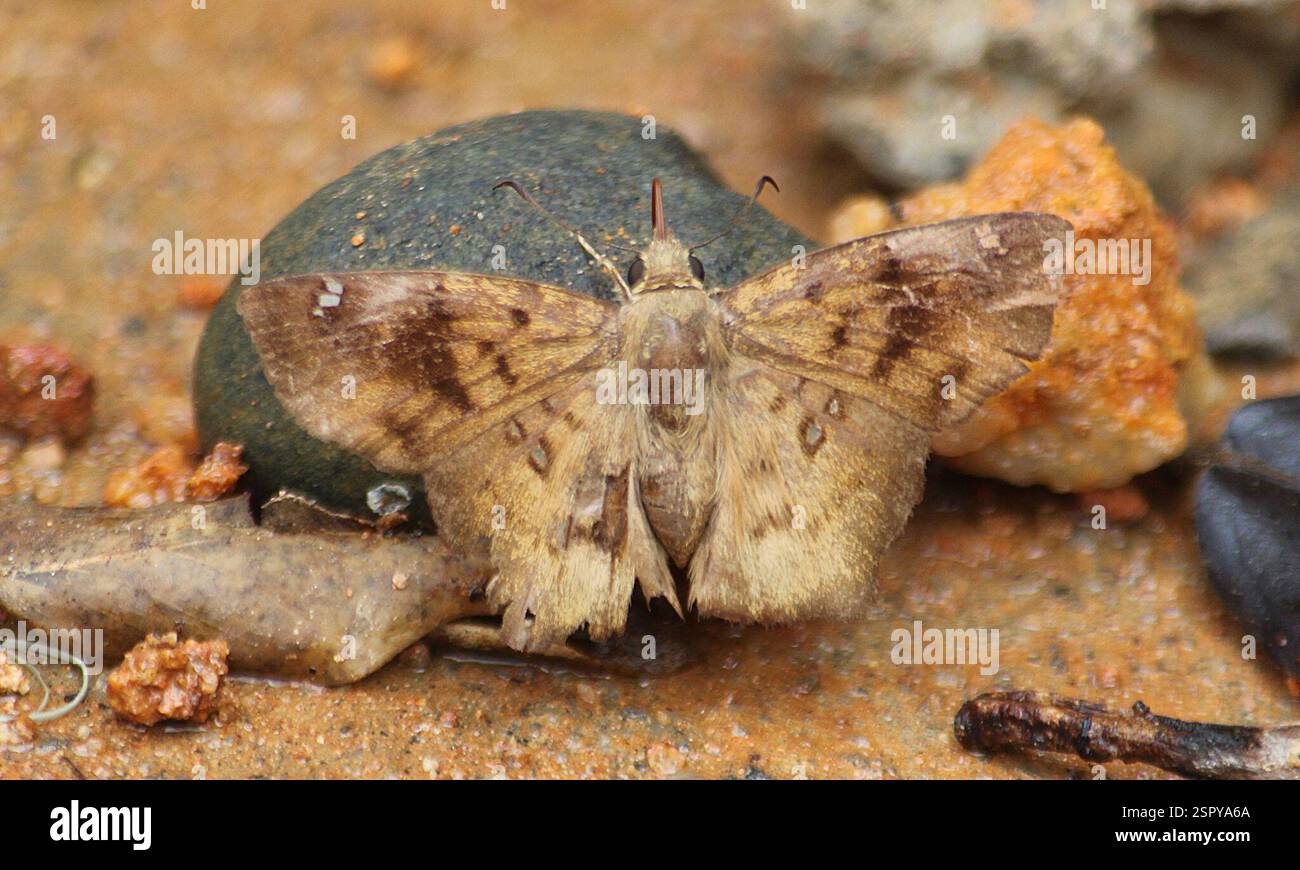 Black Angle (Tapena thwaitesi), Insecta, Shirlalu, Karnataka 574214 ...