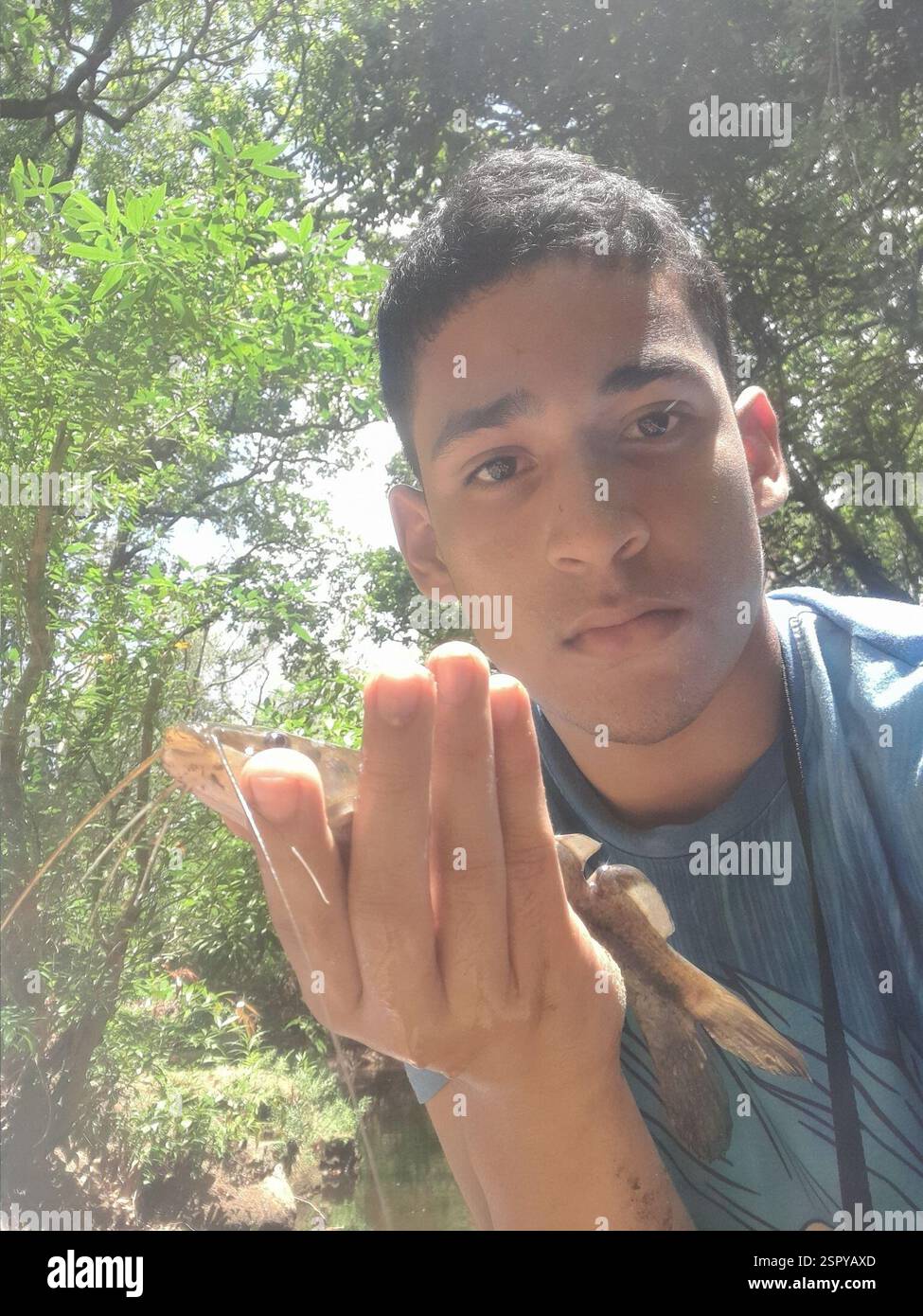 Pale Catfish (Rhamdia guatemalensis), Actinopterygii, Antón, Panamá ...