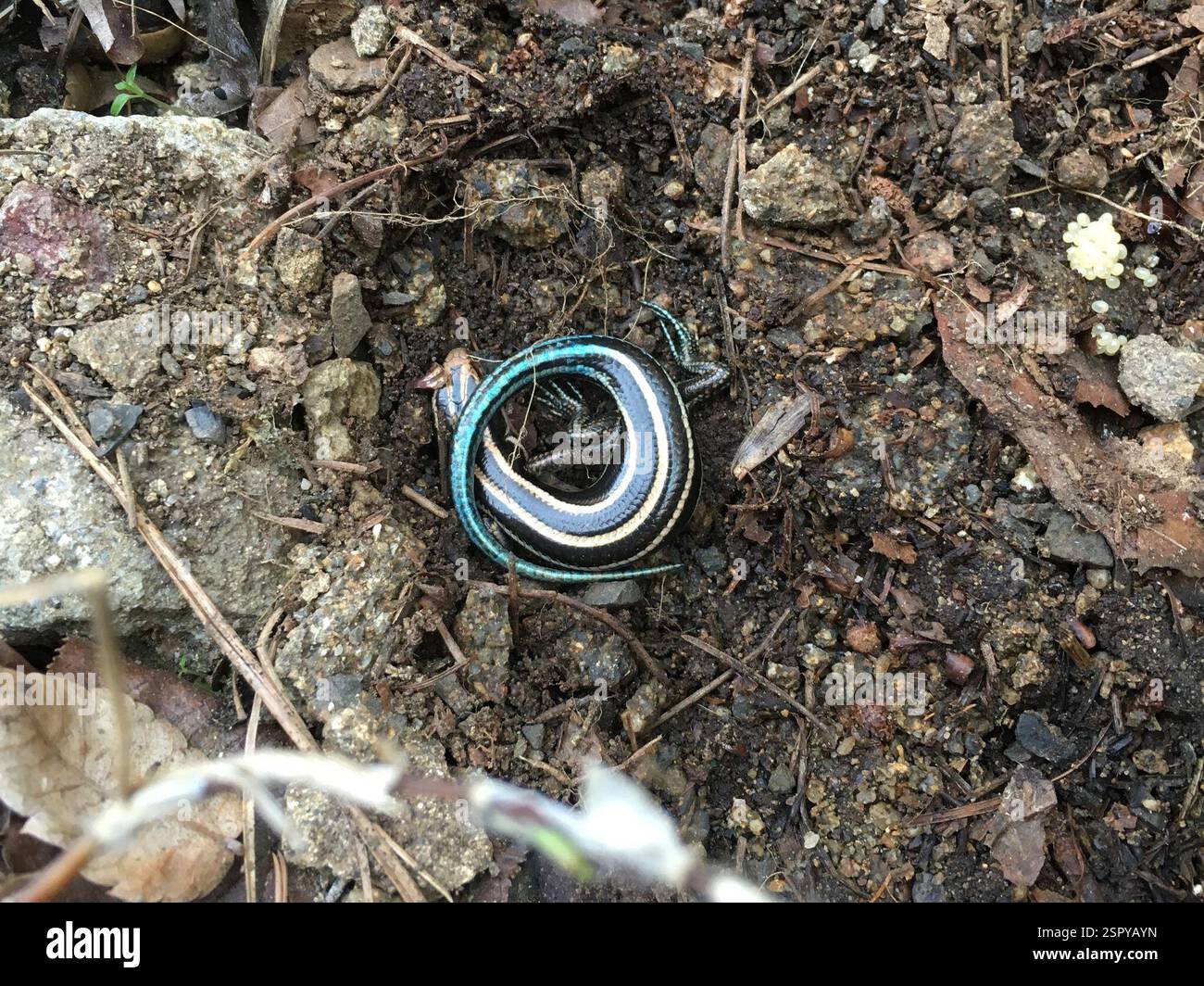 Japanese five-lined skink (Plestiodon finitimus), Reptilia, Nagano, JP ...