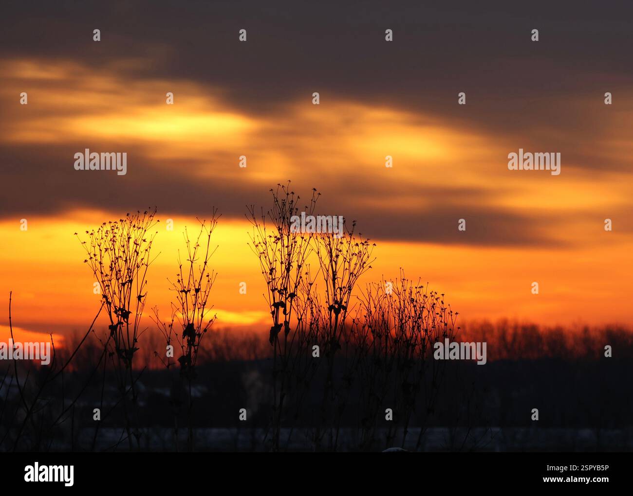 weeds in colorful morning sunrise Stock Photo - Alamy