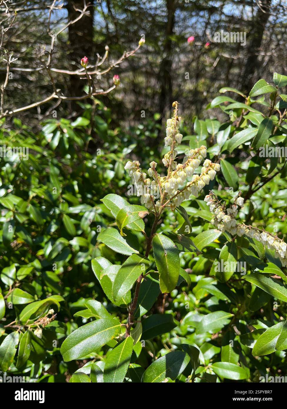 mountain andromeda (Pieris floribunda), Plantae, North Carolina, US ...