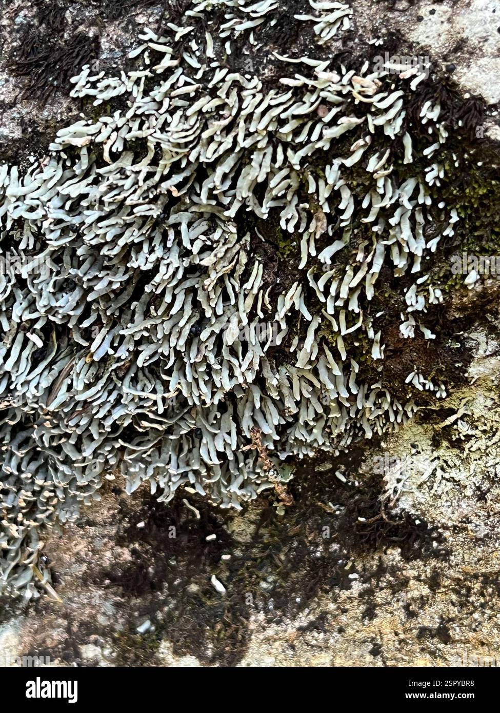 rock gnome lichen (Cetradonia linearis), Fungi, North Carolina, US ...