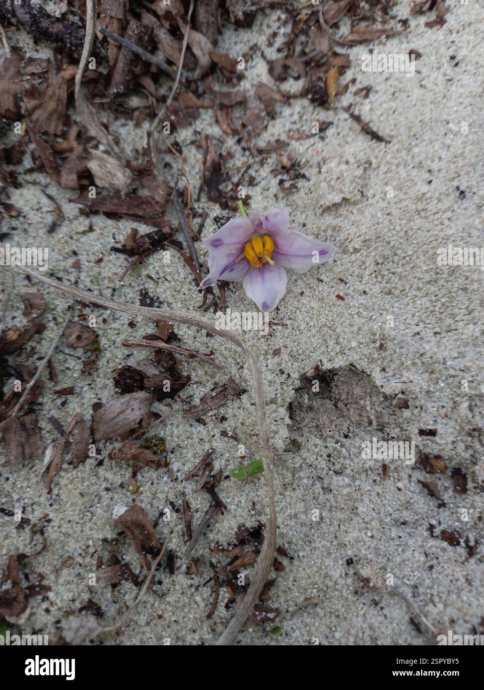 Dune Nightshade (Solanum guineense), Plantae, Overstrand Local ...