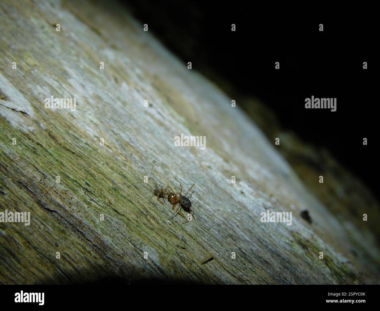 (Erythraeidae), Arachnida, Truganini Track, Taroona TAS 7053, Australia ...