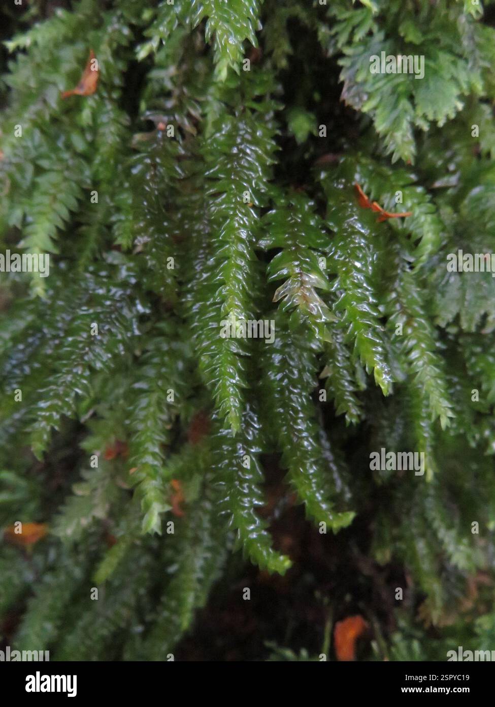 quill moss (Cyathophorum bulbosum), Plantae, Routeburn Track Stock ...