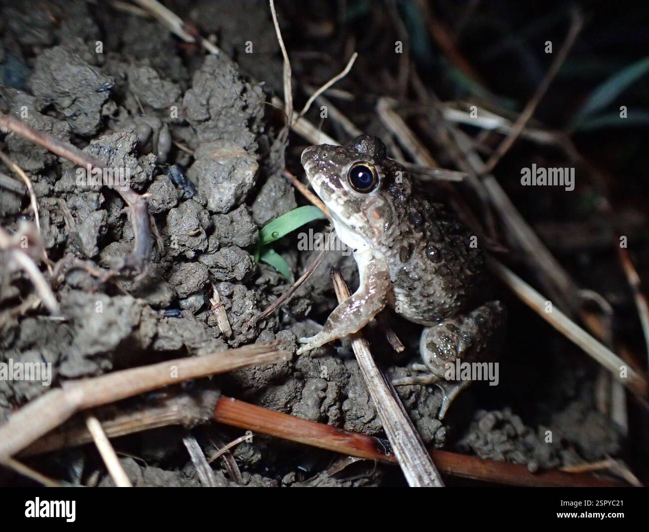 Rice field frog (Fejervarya kawamurai), Amphibia, Saitama, JP Stock ...