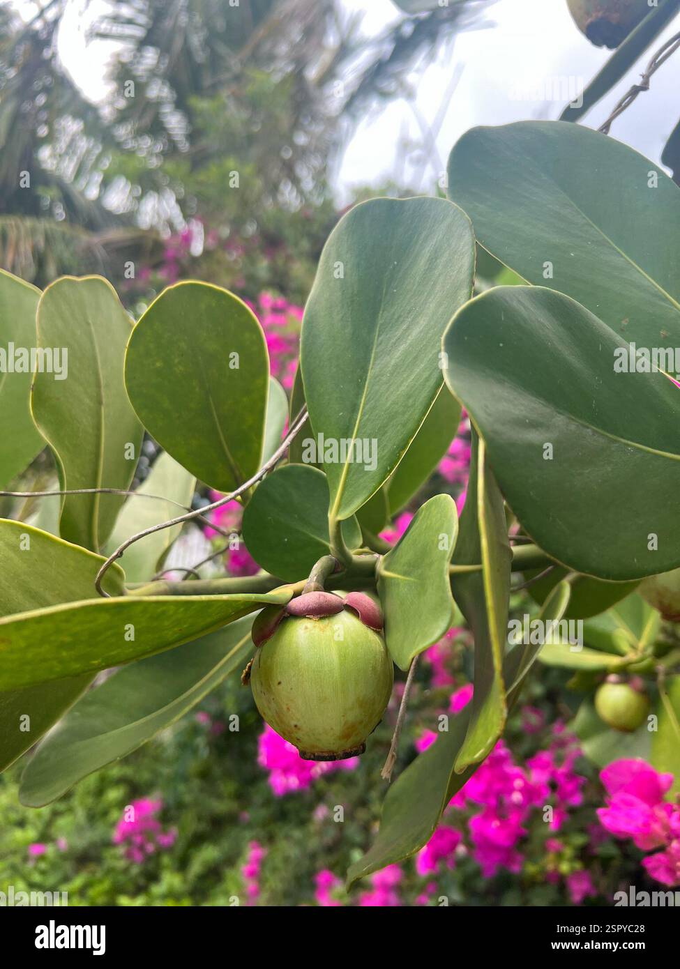 autograph tree (Clusia rosea), Plantae, Hope town Stock Photo - Alamy