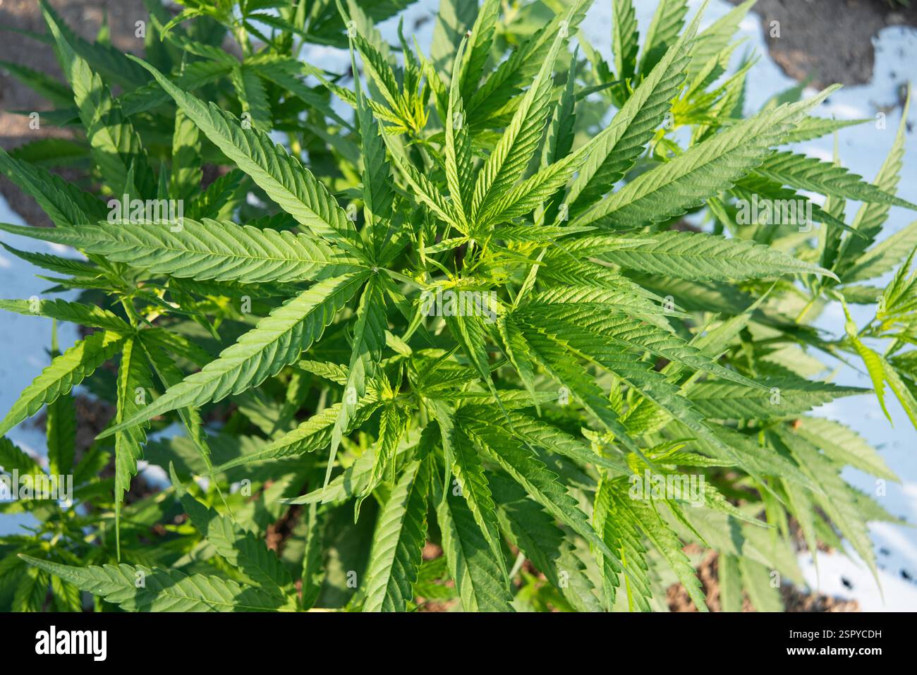 Closeup cannabis plant featuring hi-res stock photography and images ...