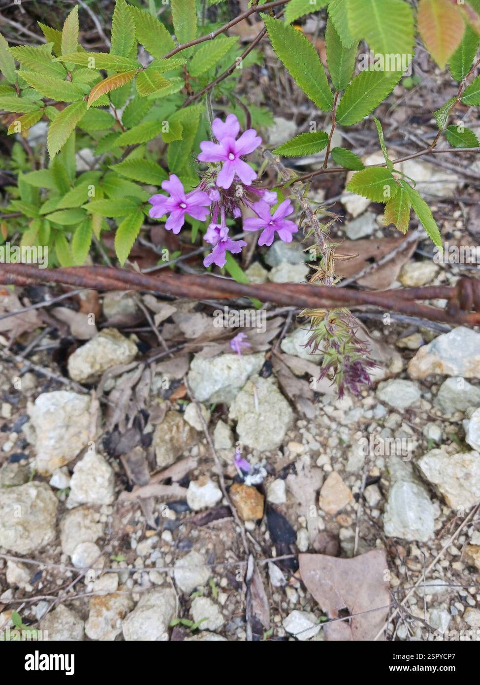 rose vervain (Glandularia canadensis), Plantae, Marquez Stock Photo - Alamy
