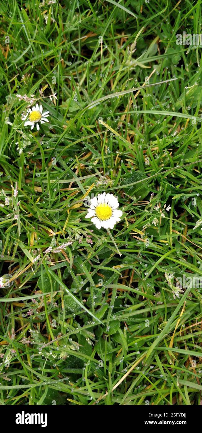 Lawn daisy (Bellis perennis), Plantae, Craigneil Road, Colmonell ...