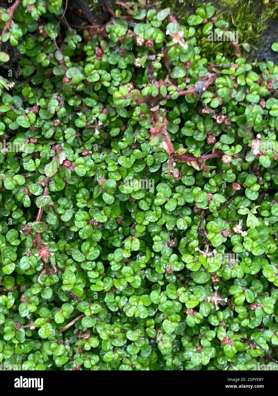 Baby's tears (Soleirolia soleirolii), Plantae, Thames Path, London ...