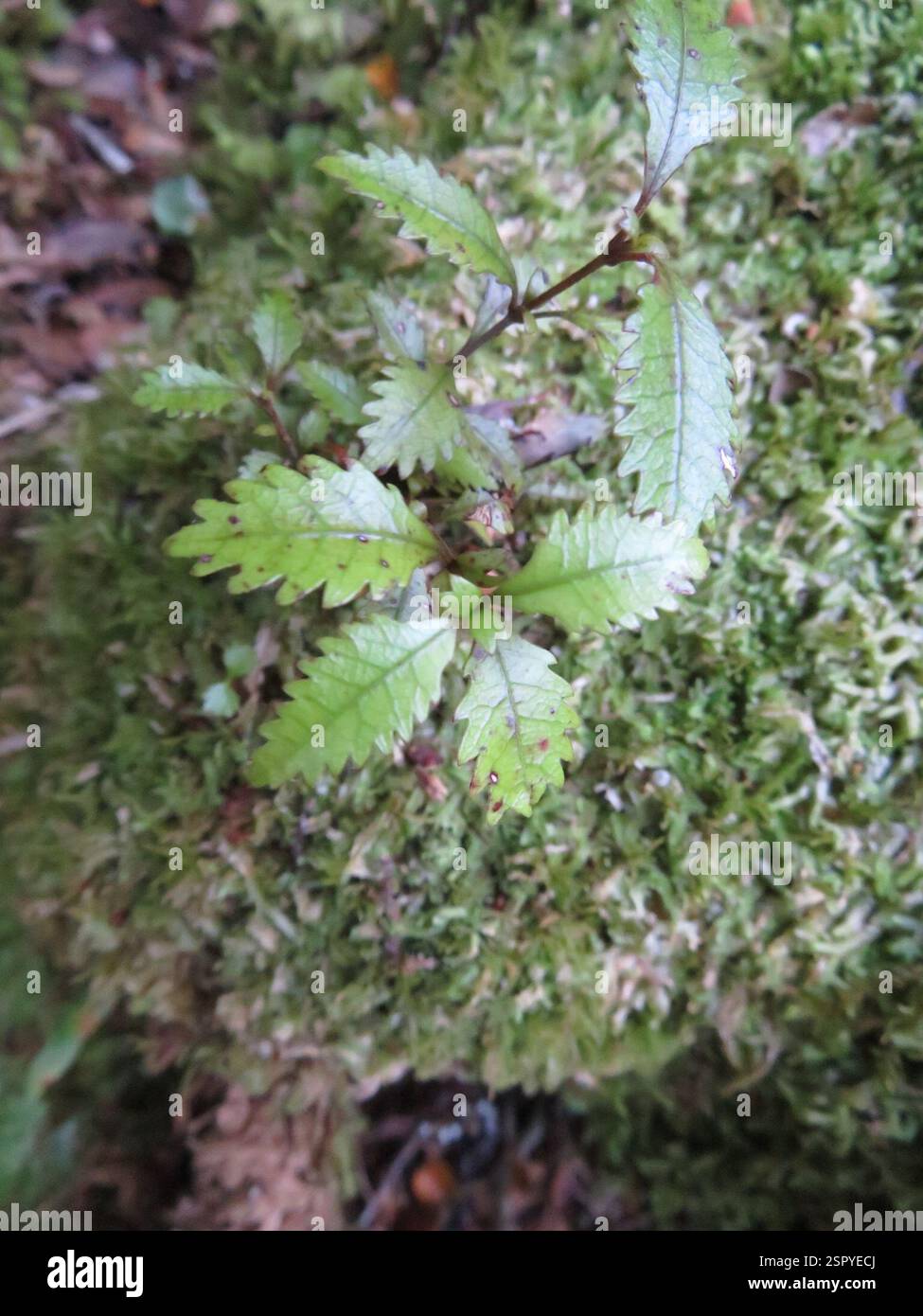 kāmahi (Pterophylla racemosa), Plantae, Wharekai Te Kou Walk Stock ...