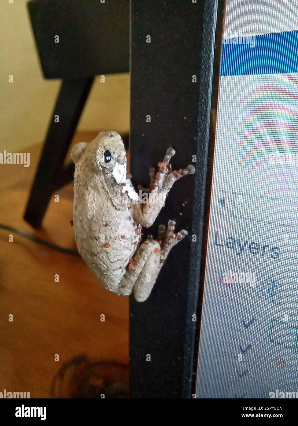 Grey Foam-nest Tree Frog (Chiromantis xerampelina), Amphibia, Lephalale Local Municipality ...