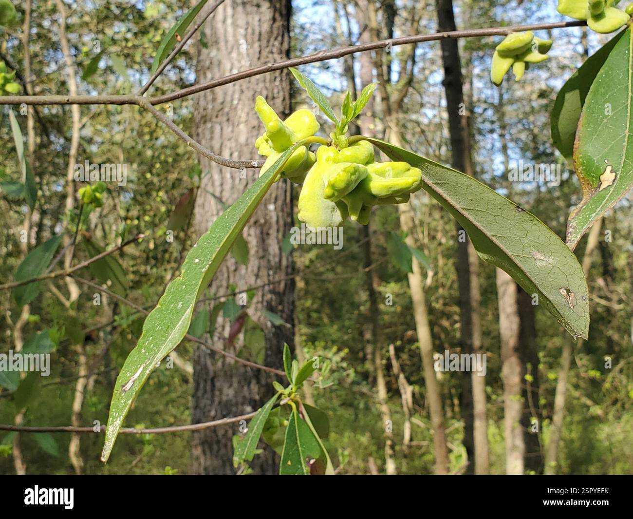 Sweetleaf Gall (Exobasidium symploci), Fungi, Laurel, DE 19956, USA ...