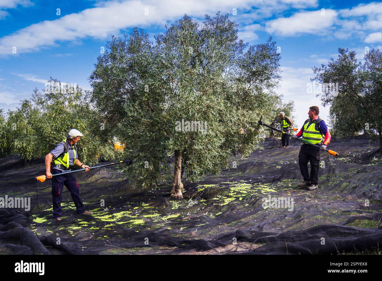 Hierba mora hi-res stock photography and images - Alamy