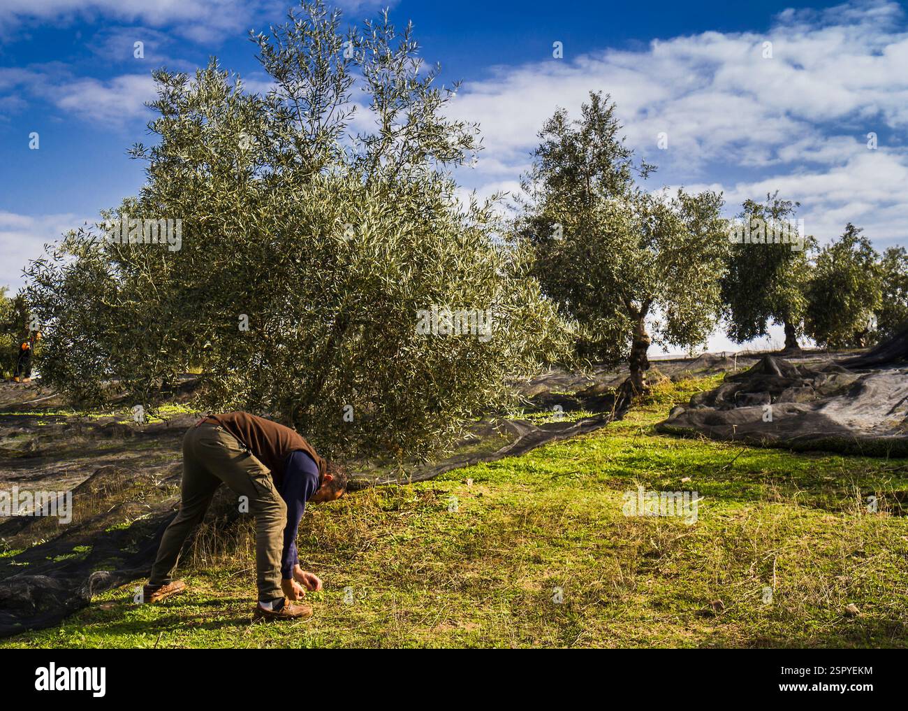 Hierba mora hi-res stock photography and images - Alamy
