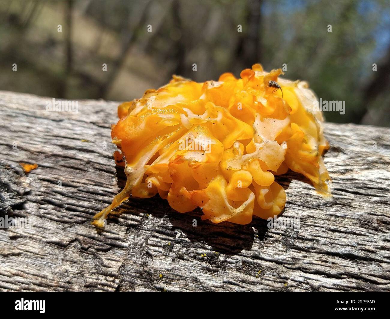 golden ear (Naematelia aurantia), Fungi, Foothill Horizons Outdoor ...