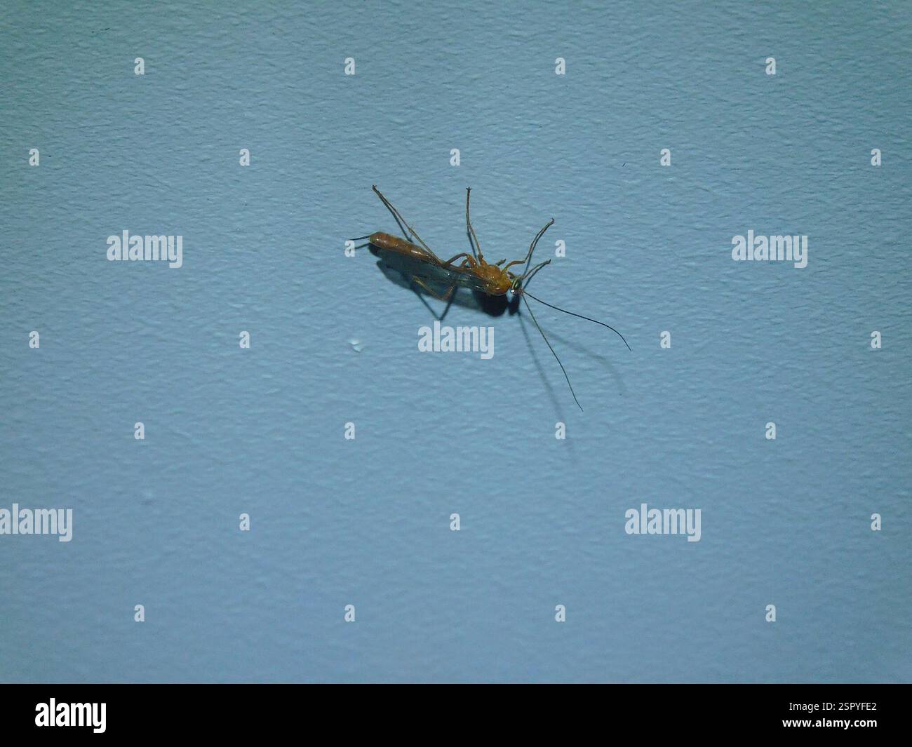 (Netelia), Insecta, Hobart TAS, Australia Stock Photo - Alamy
