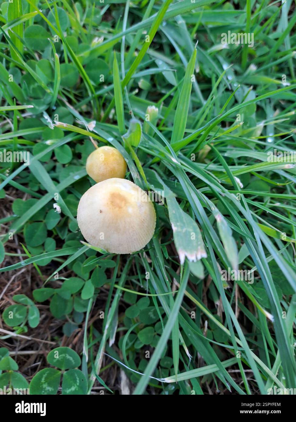 yellow fieldcap (Bolbitius titubans), Fungi, Waihopai, Invercargill ...