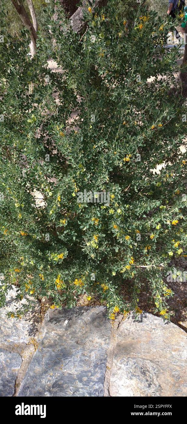 tree medick (Medicago arborea), Plantae, Attica, Attica, GR Stock Photo ...
