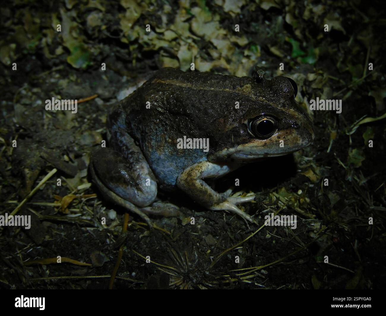 Eastern Banjo Frog (Limnodynastes dumerilii), Amphibia, Beauty Point ...