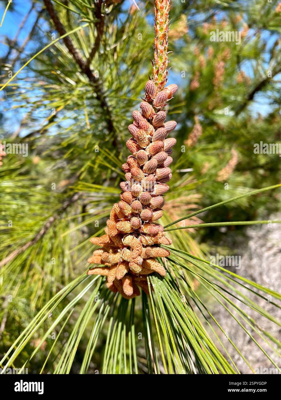 knobcone pine (Pinus attenuata), Plantae, Fort Ord National Monument ...