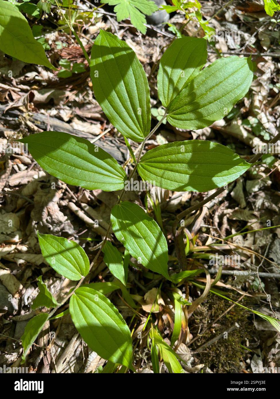 spotted mandarin (Prosartes maculata), Plantae, Haywood County, NC, USA ...