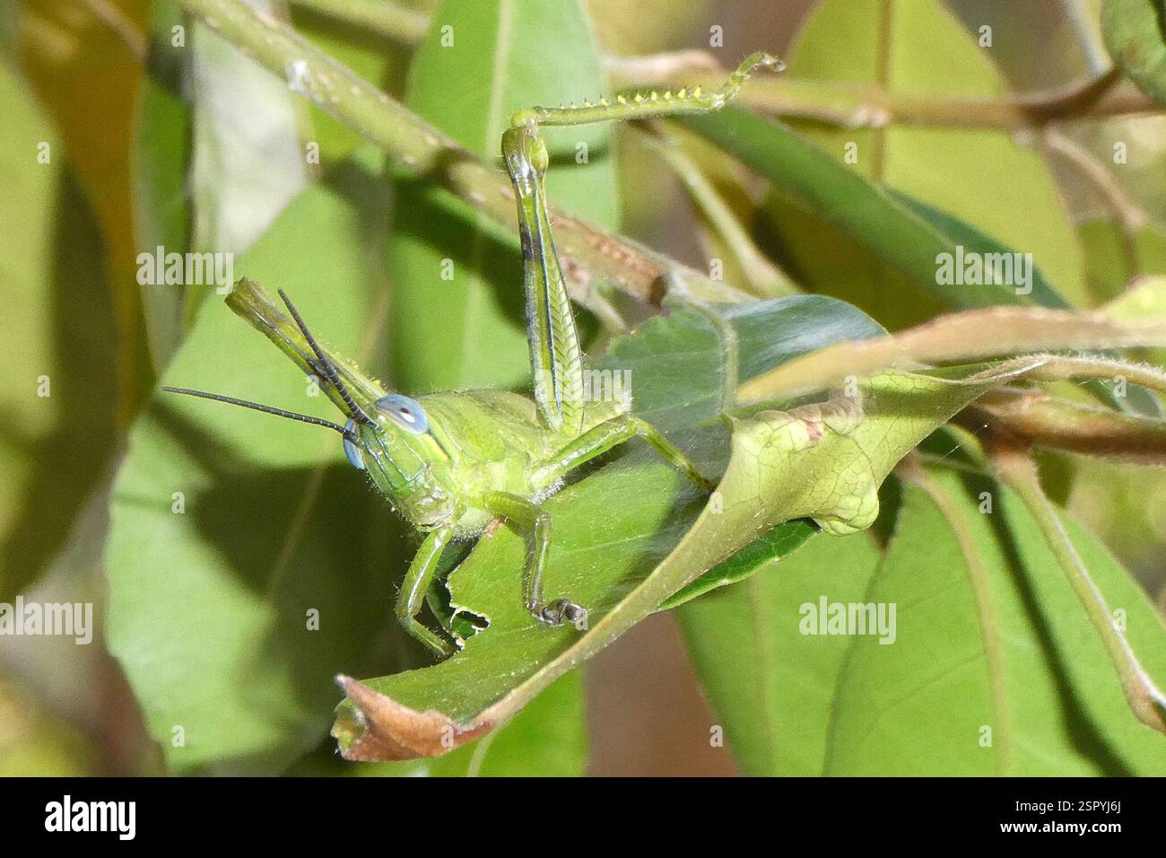 Giant Grasshopper (Valanga irregularis), Insecta, Brisbane QLD ...