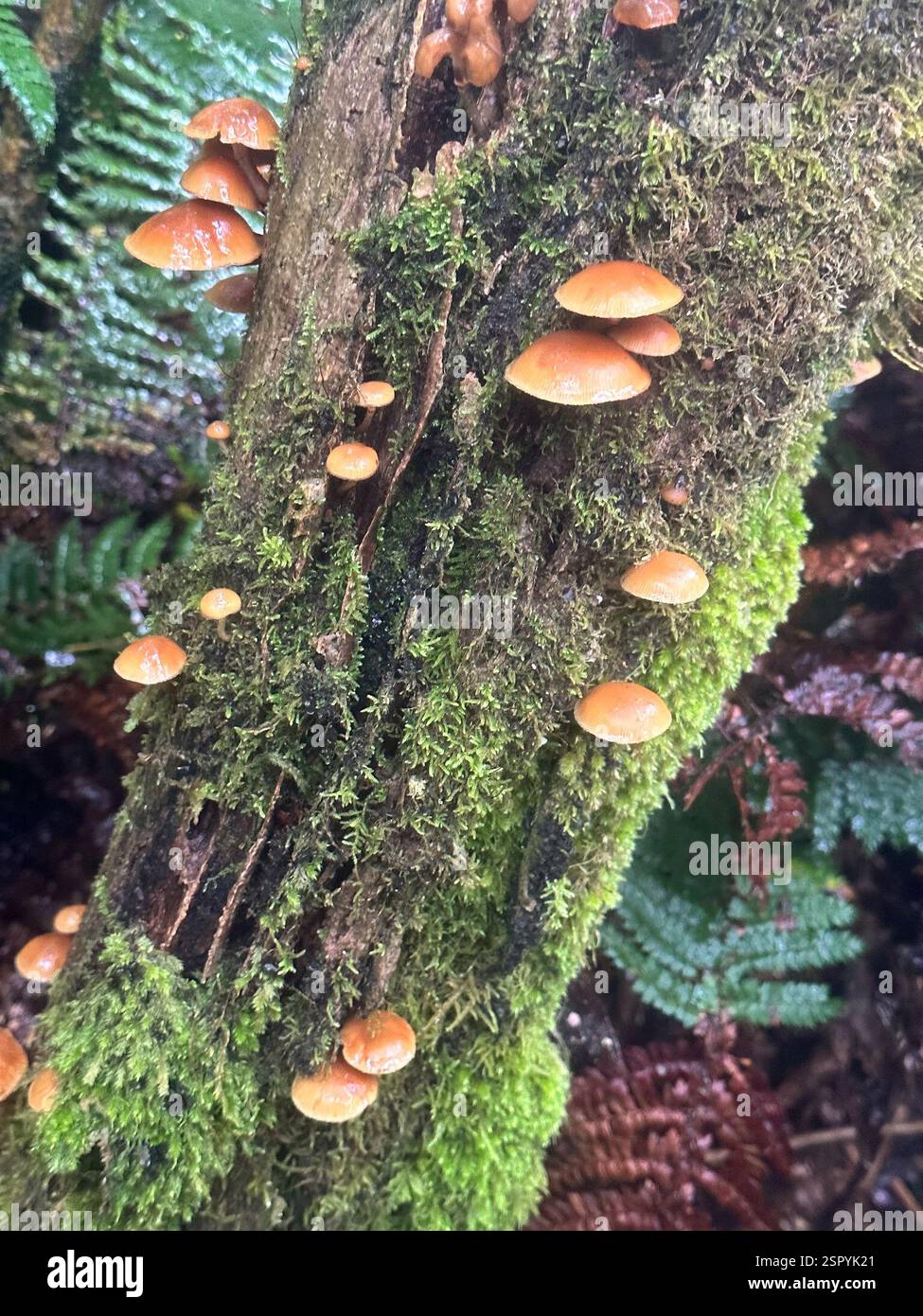 Moss Bells (Galerina), Fungi, Aoraki/Mount Cook National Park, Aoraki ...