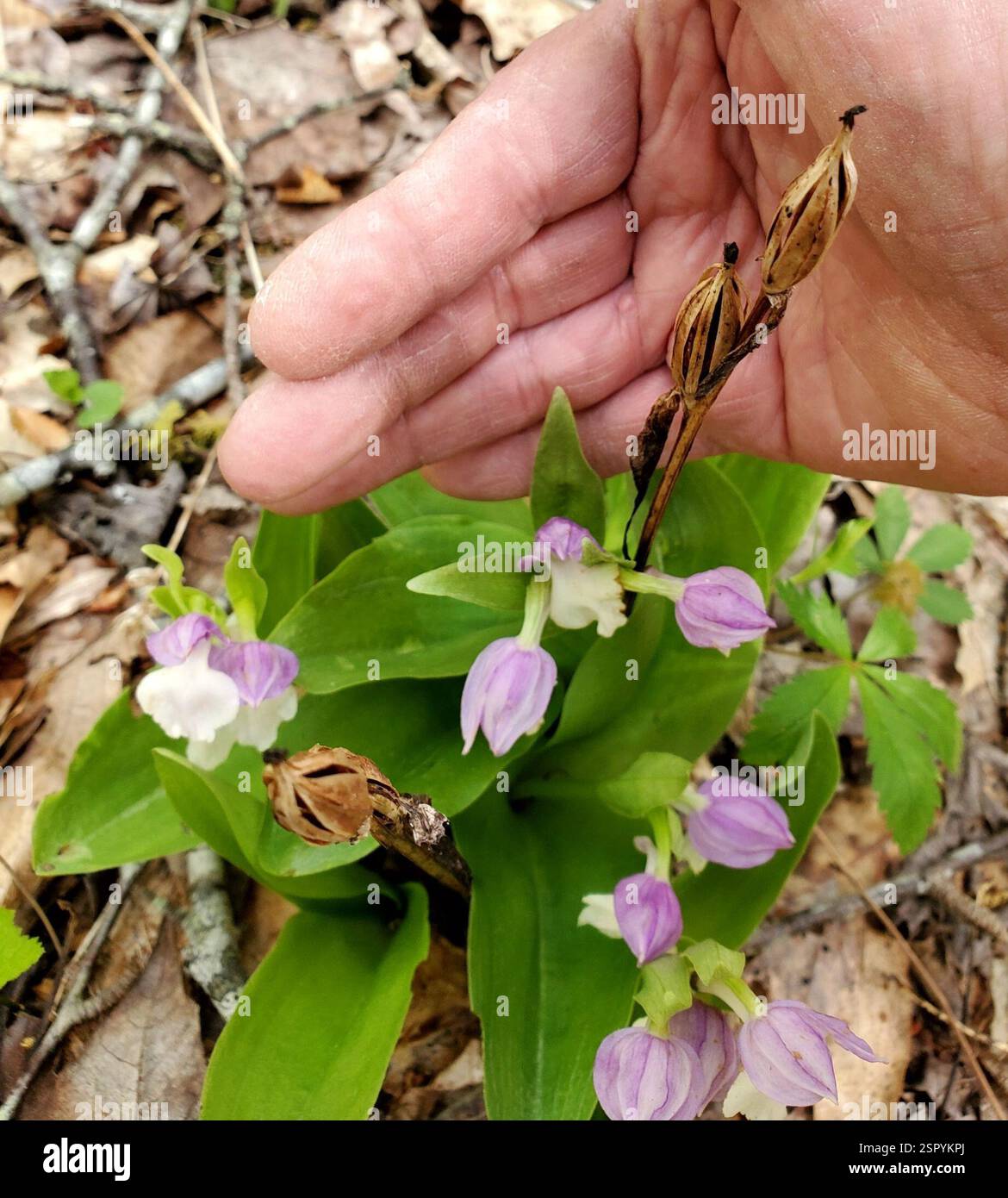 showy orchis (Galearis spectabilis), Plantae, Tennessee, US, With last ...