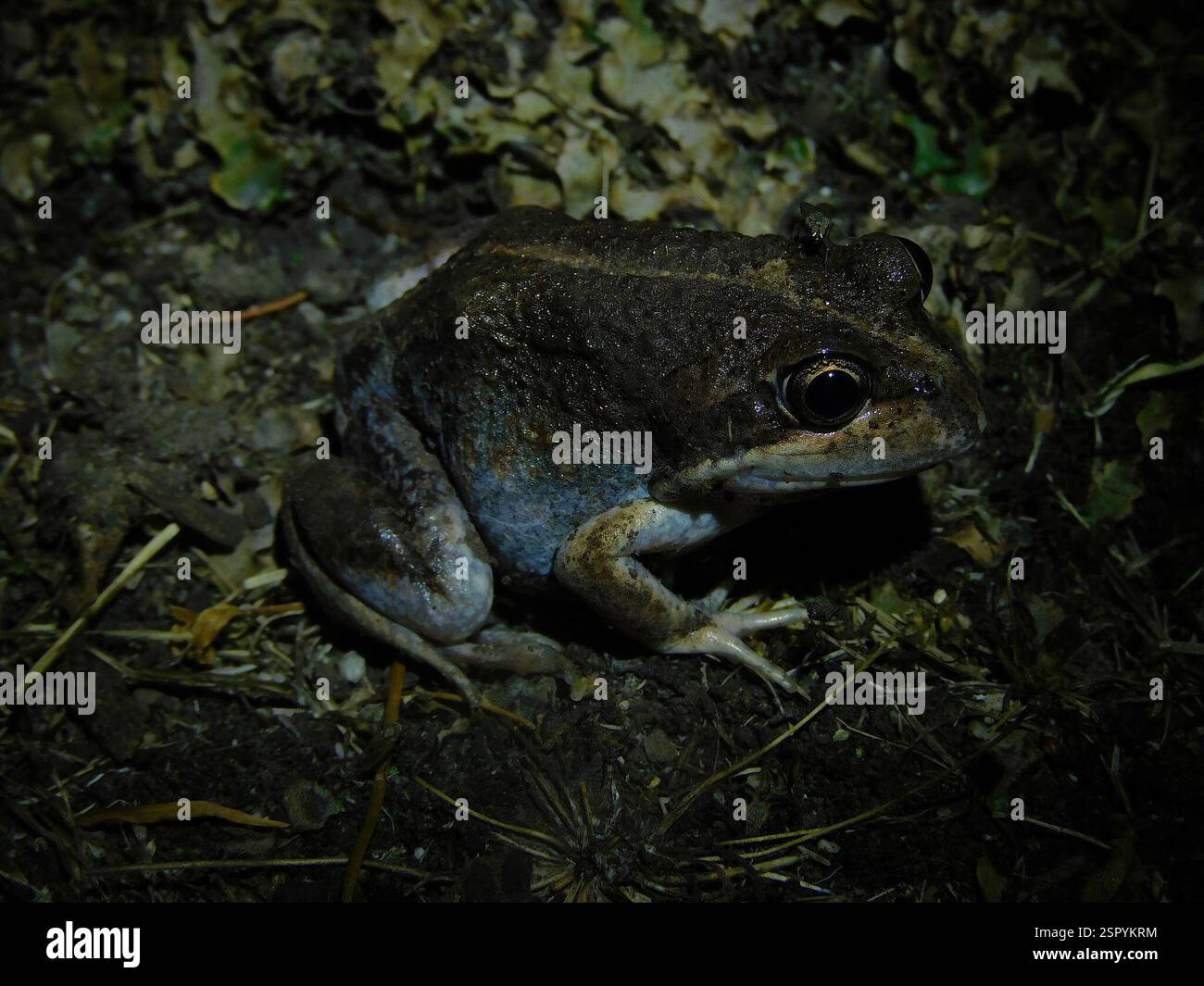 Eastern Banjo Frog (Limnodynastes dumerilii), Amphibia, Beauty Point ...