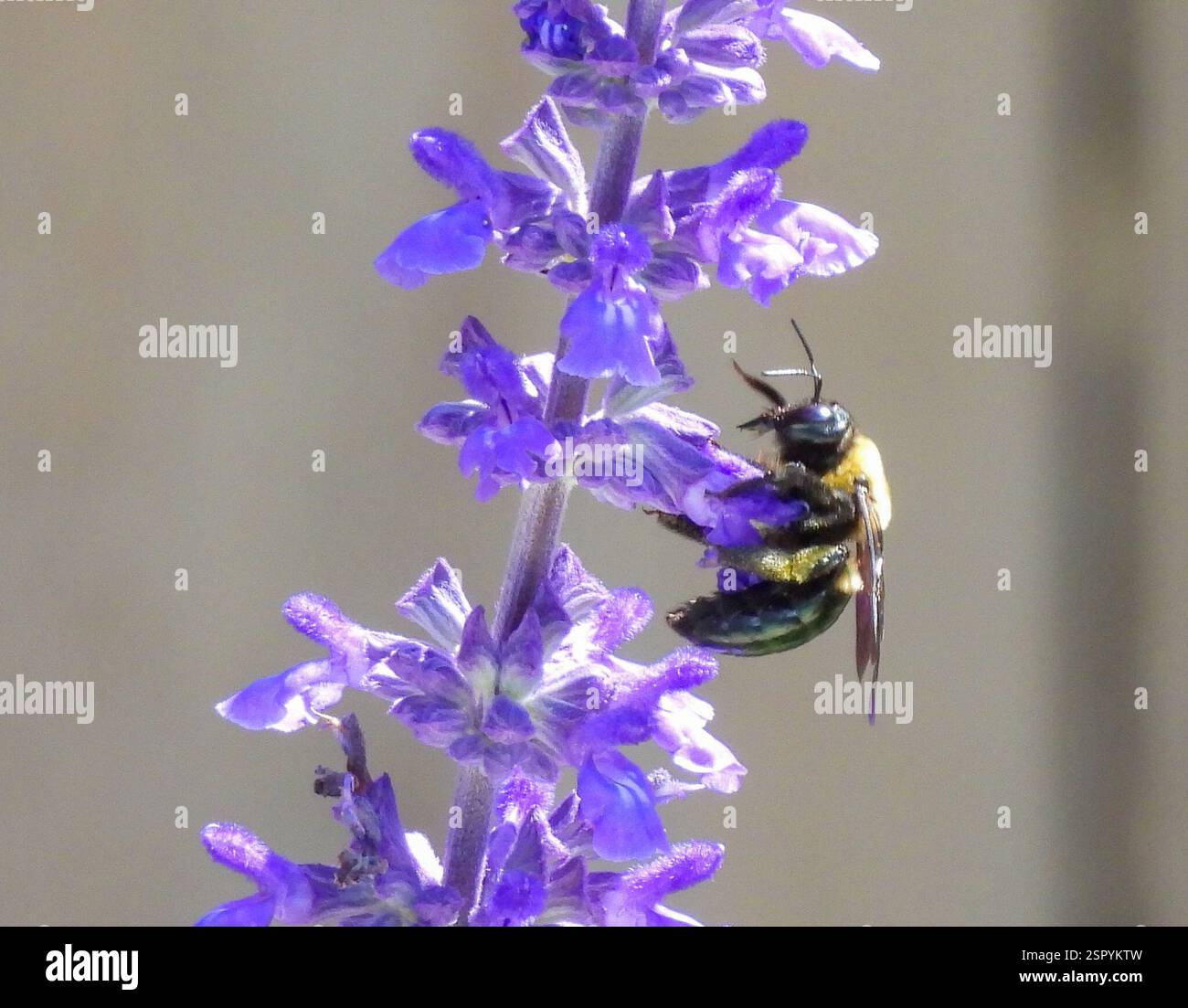 Eastern Carpenter Bee (Xylocopa virginica), Insecta, Miller Residence ...