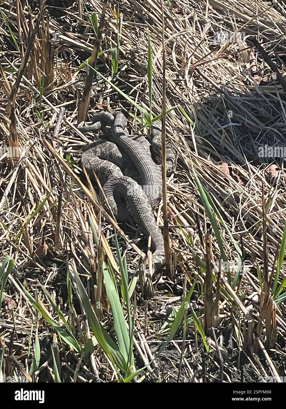 Western Massasauga (Sistrurus tergeminus), Reptilia, Loess Bluffs ...