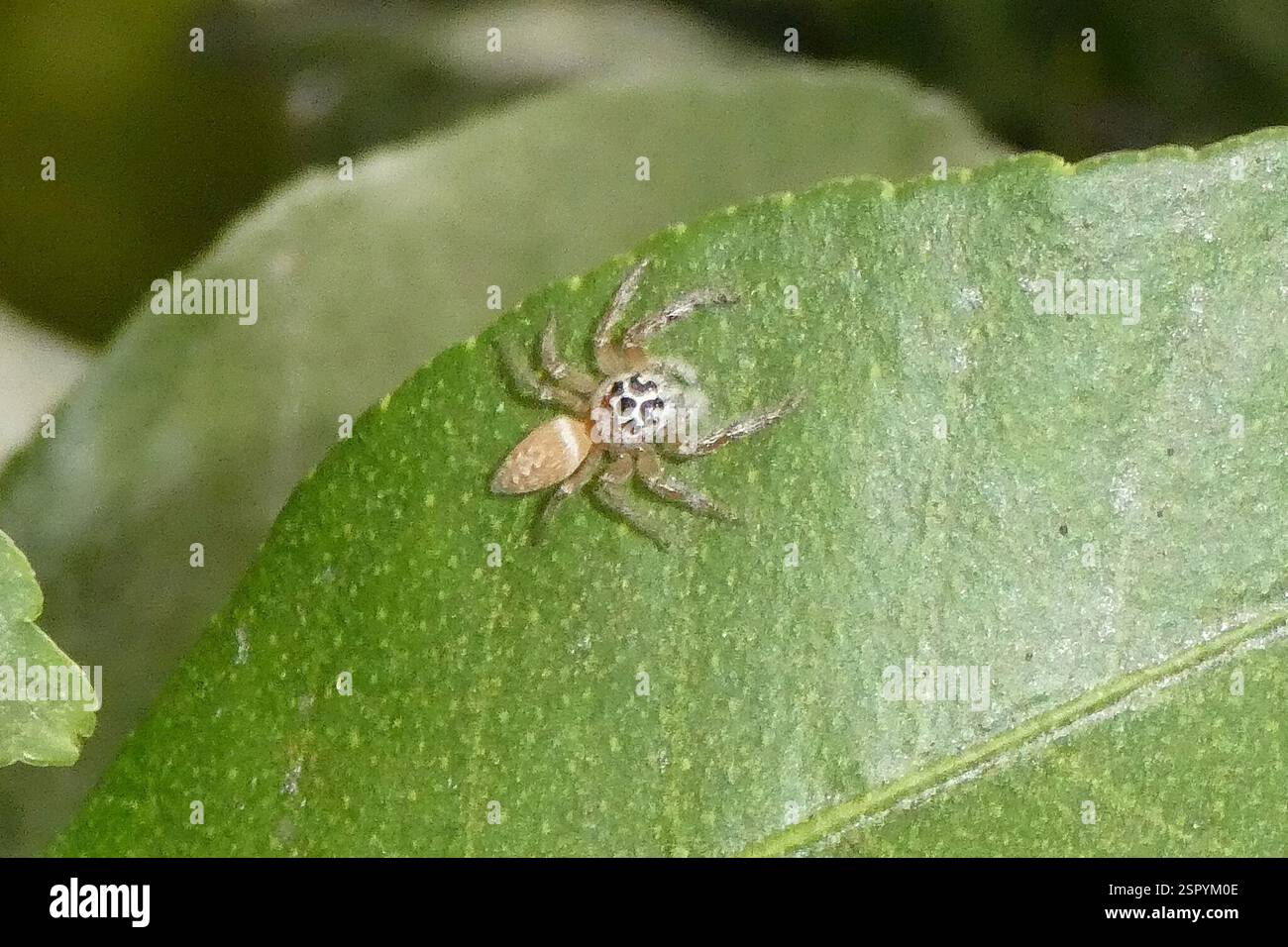 Cyclops Jumping Spider (Opisthoncus polyphemus), Arachnida, Sinnamon ...
