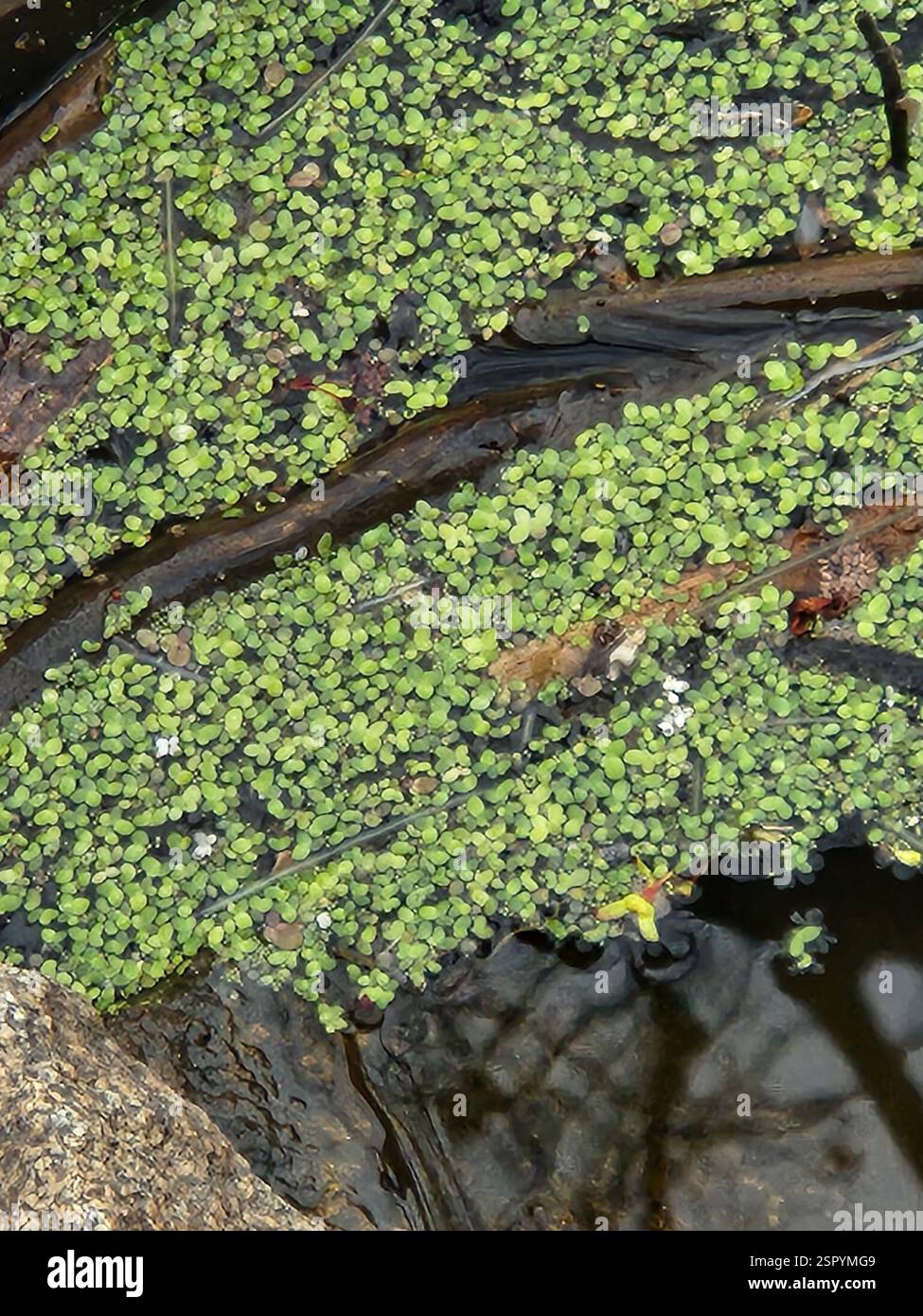 duckweeds (Lemnoideae), Plantae, Cumberland, RI 02864, USA Stock Photo ...