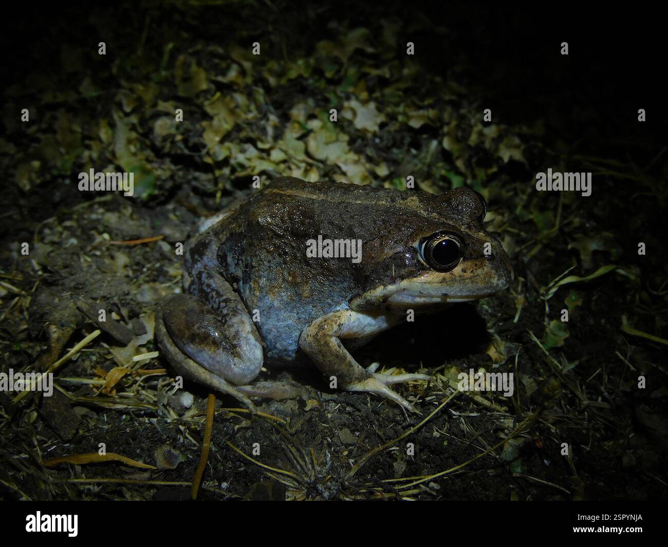 Eastern Banjo Frog (Limnodynastes dumerilii), Amphibia, Beauty Point ...