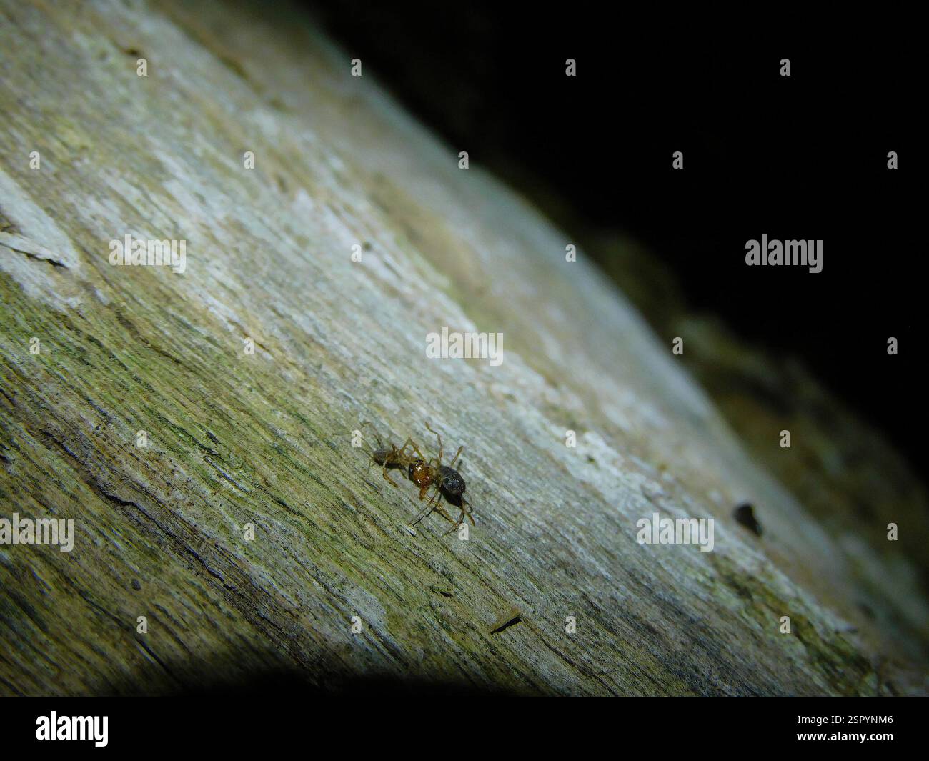(Erythraeidae), Arachnida, Truganini Track, Taroona TAS 7053, Australia ...