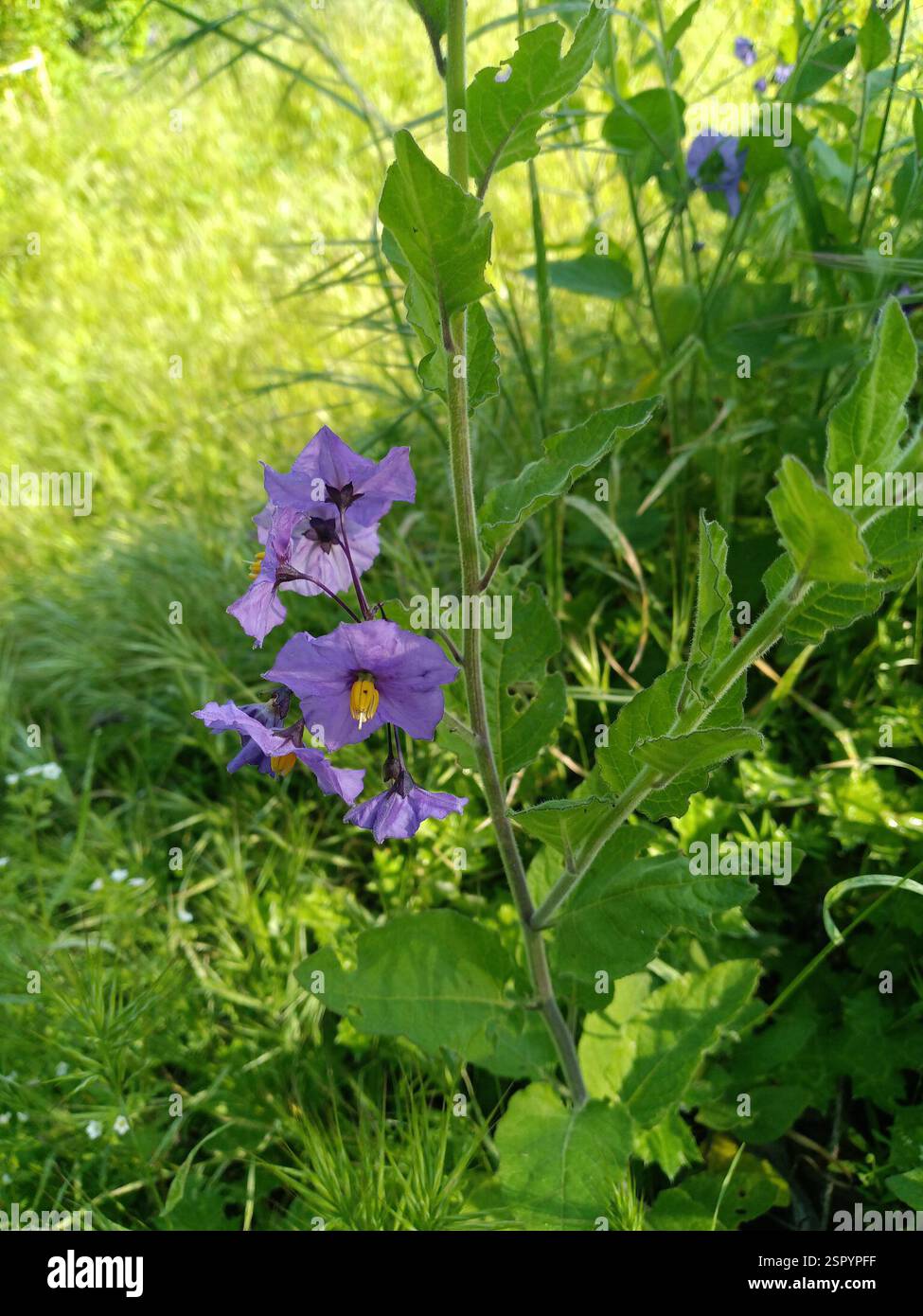 purple nightshade (Solanum xanti), Plantae, California, US Stock Photo ...