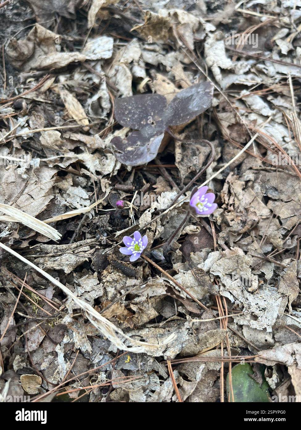 sharp-lobed hepatica (Hepatica acutiloba), Plantae, Minnesota, US Stock ...