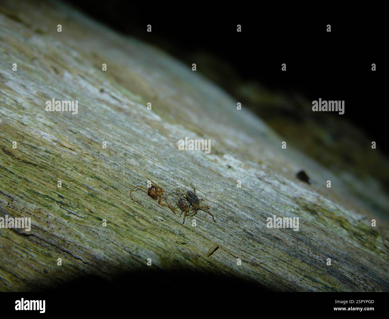 (Erythraeidae), Arachnida, Truganini Track, Taroona TAS 7053, Australia ...