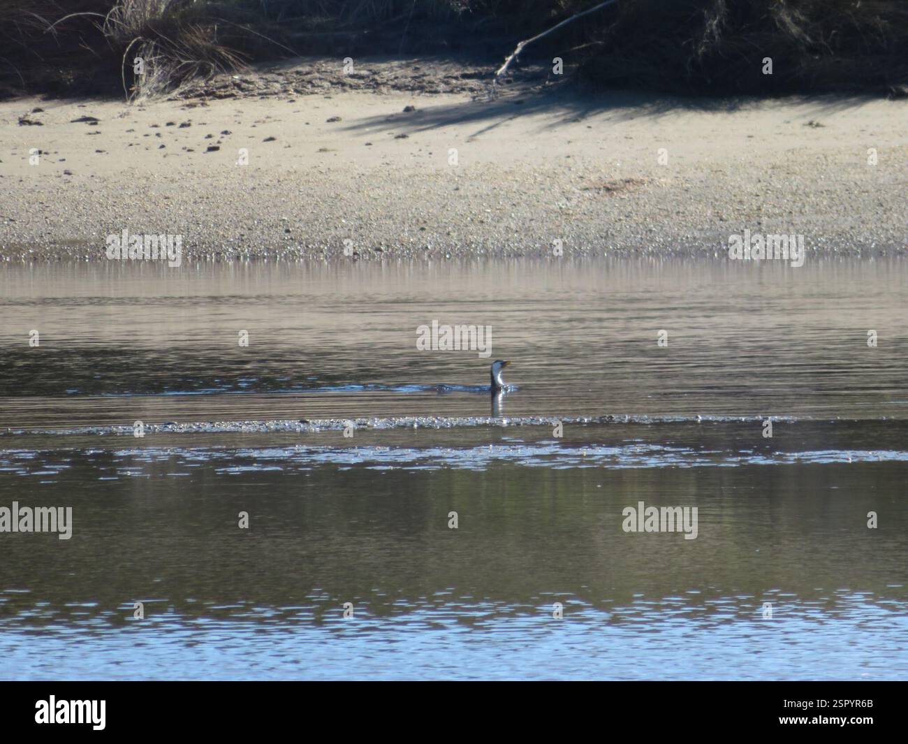 New Zealand Little Pied Cormorant (Microcarbo melanoleucos brevirostris ...