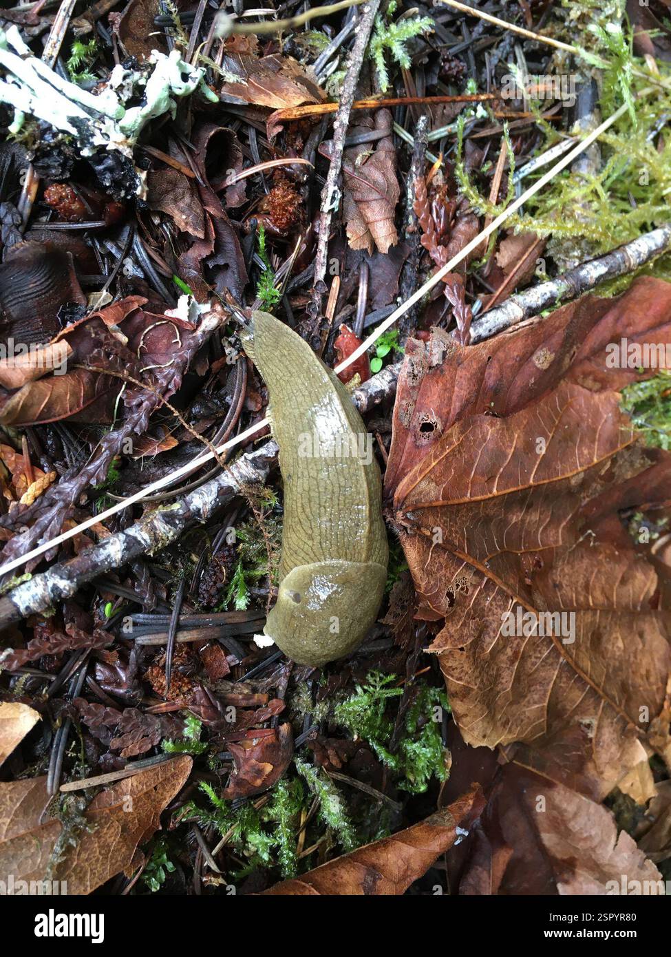 Pacific Banana Slug (Ariolimax columbianus), Mollusca, Olympic National ...