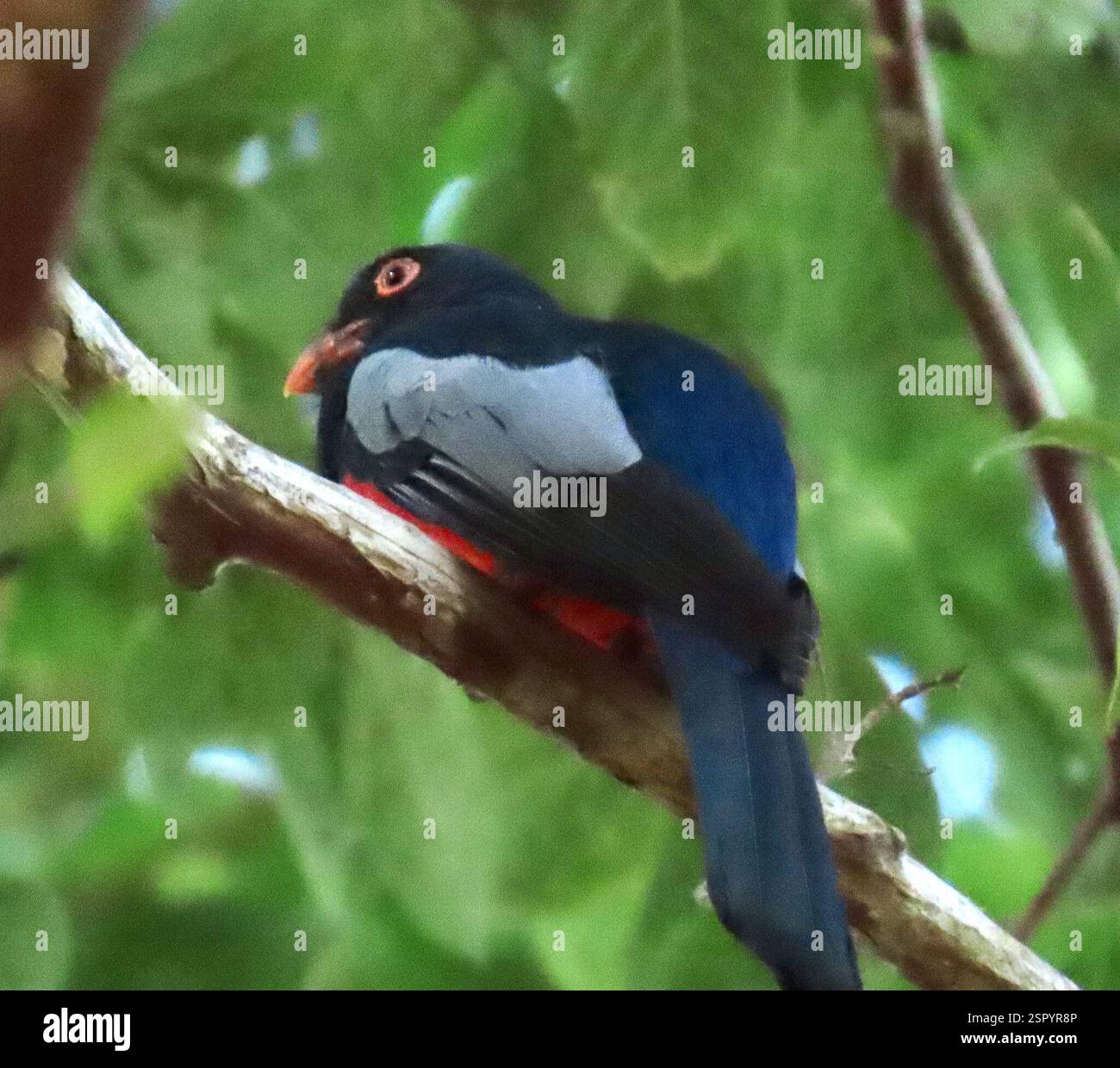 Slaty-tailed Trogon (Trogon massena), Aves, Darien, PA, Black-tailed ...