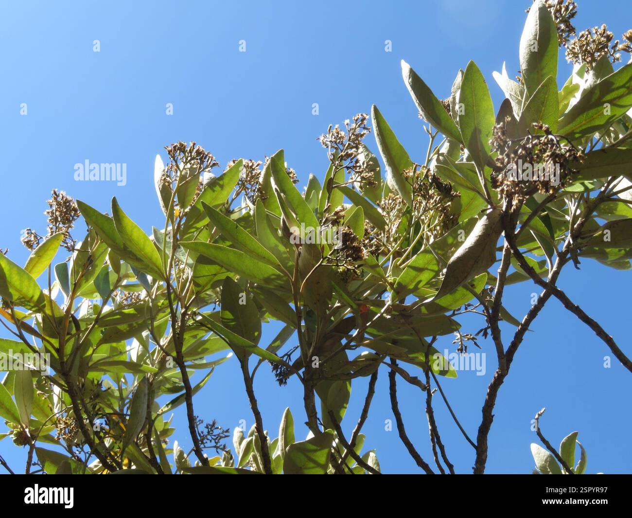 mangrove-leaved daisy-bush (Olearia avicenniifolia), Plantae, Fern Burn ...
